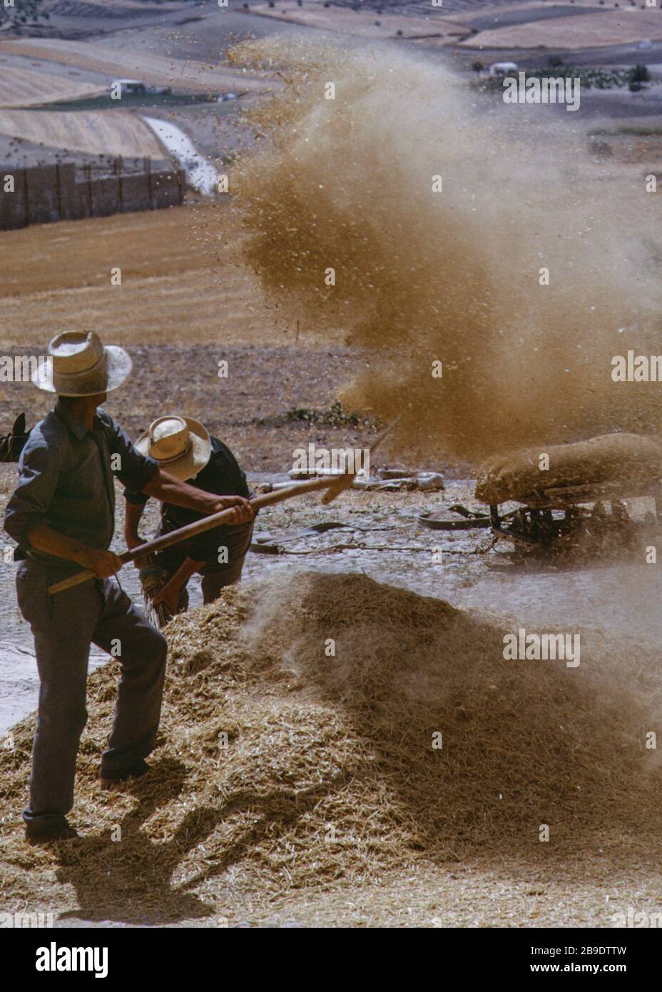 Threshed wheat hi-res stock photography and images - Alamy