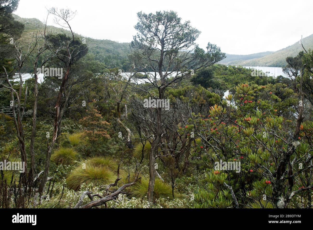 Cradle Mountain Australia, native bush land with flowering waratah tree ...