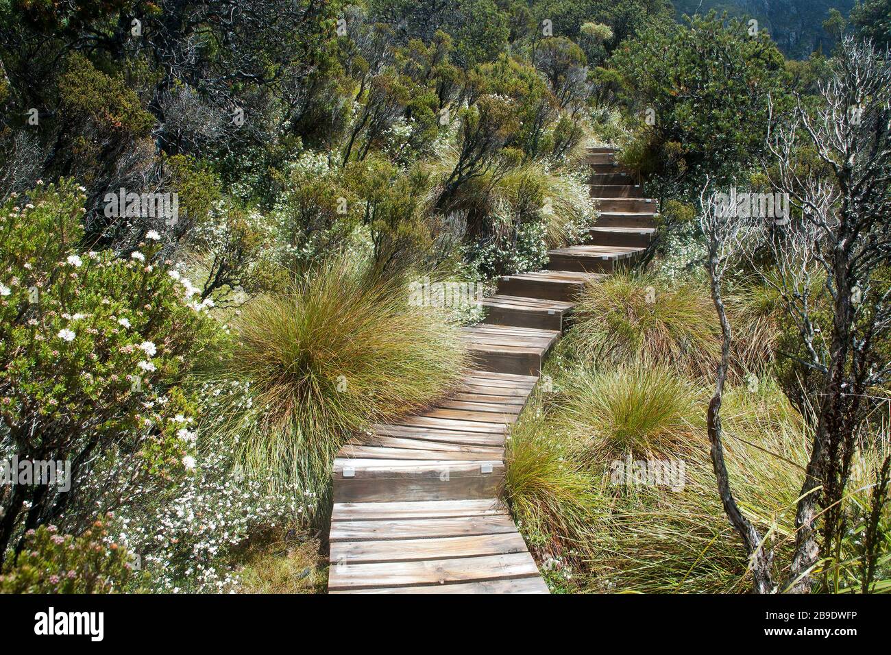 Cradle Mountain Tasmania, boardwalk at Dove lake with sub-alpine ...