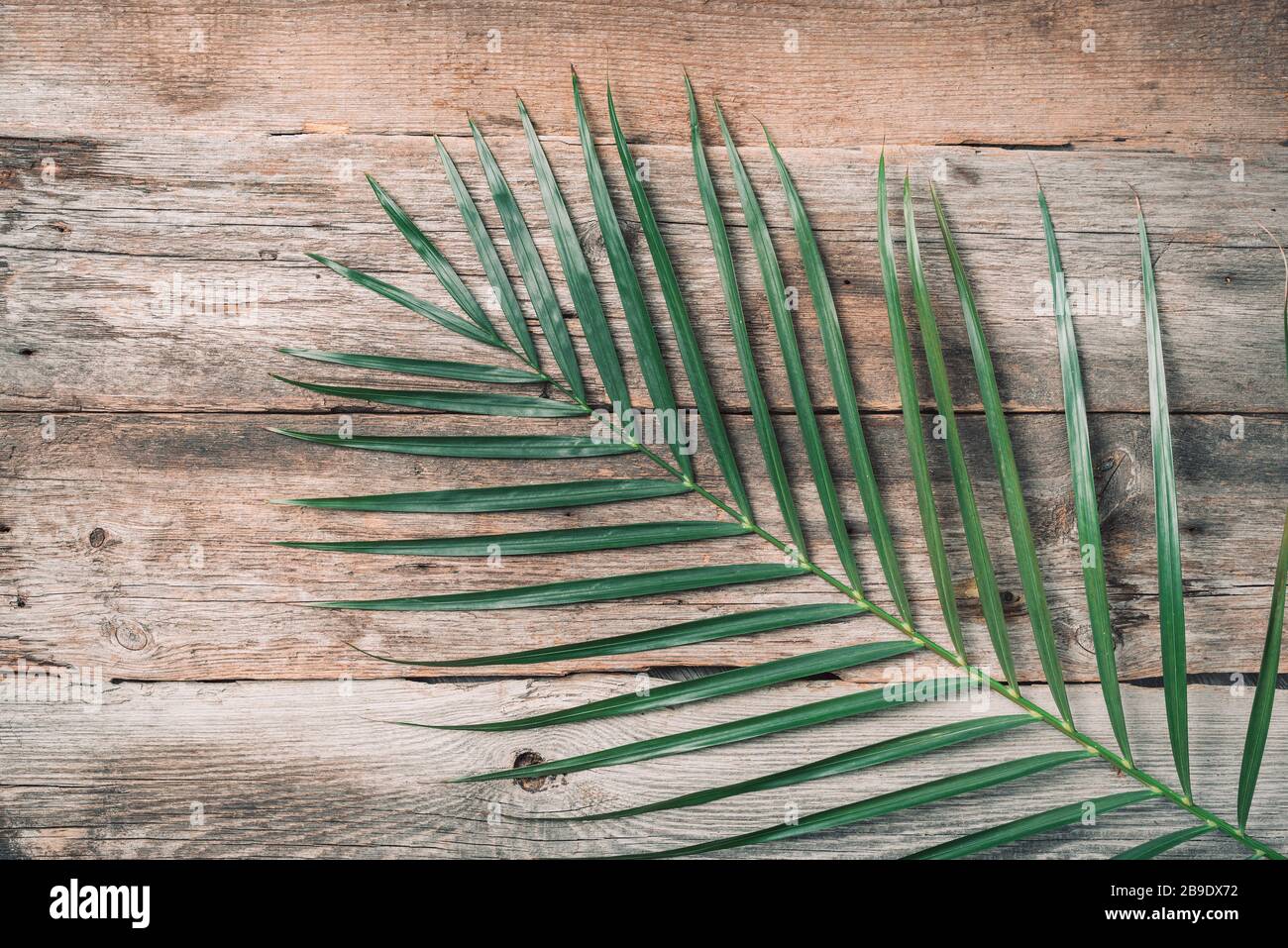 Green tropical palm leaf on wooden planks background. Exotic branches ...