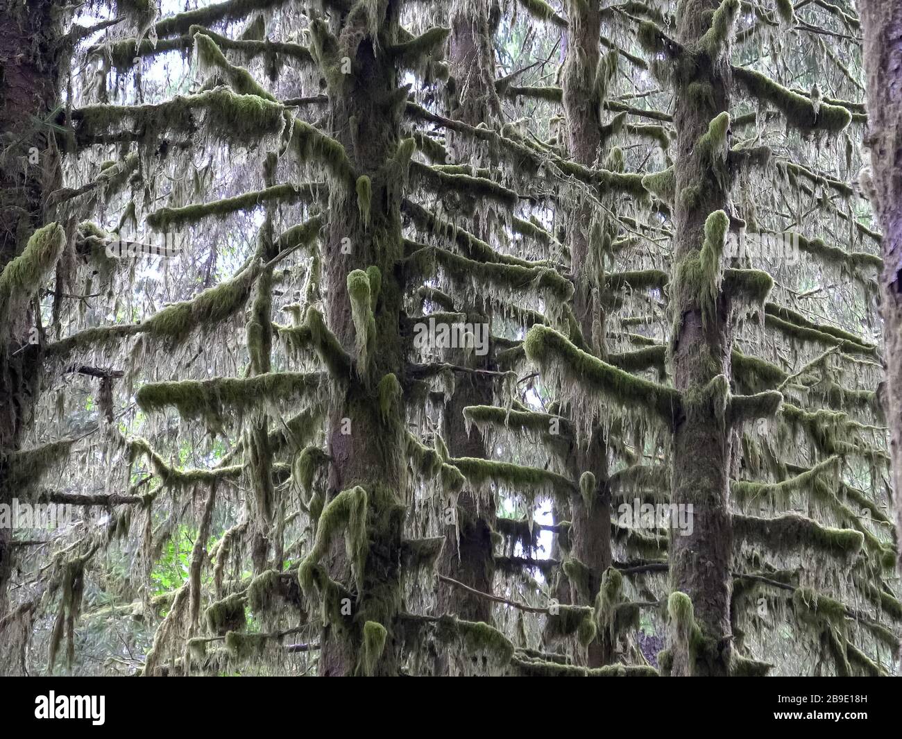 Sitka spruce moss hi-res stock photography and images - Alamy