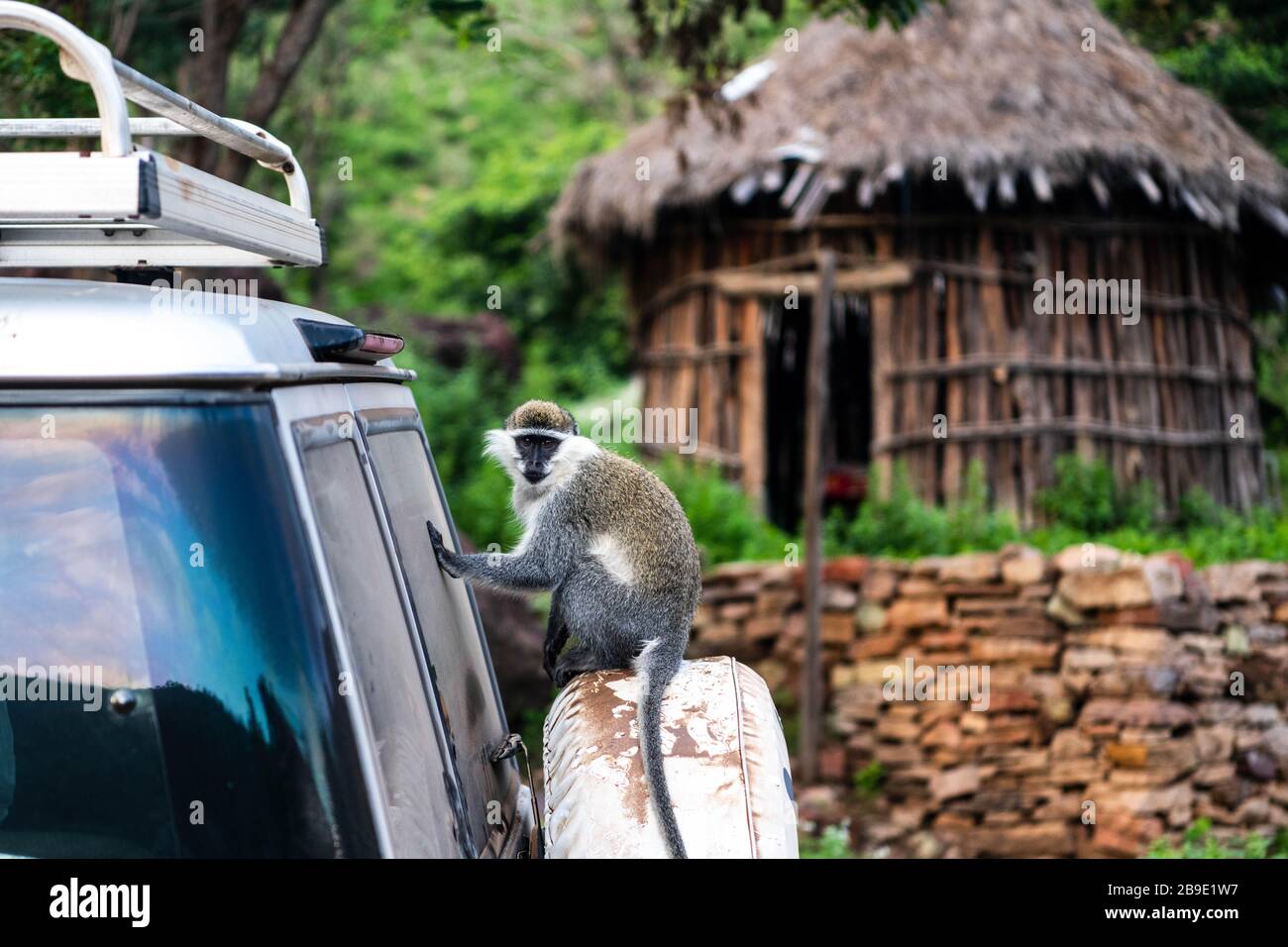 Monkey hut hi-res stock photography and images - Alamy