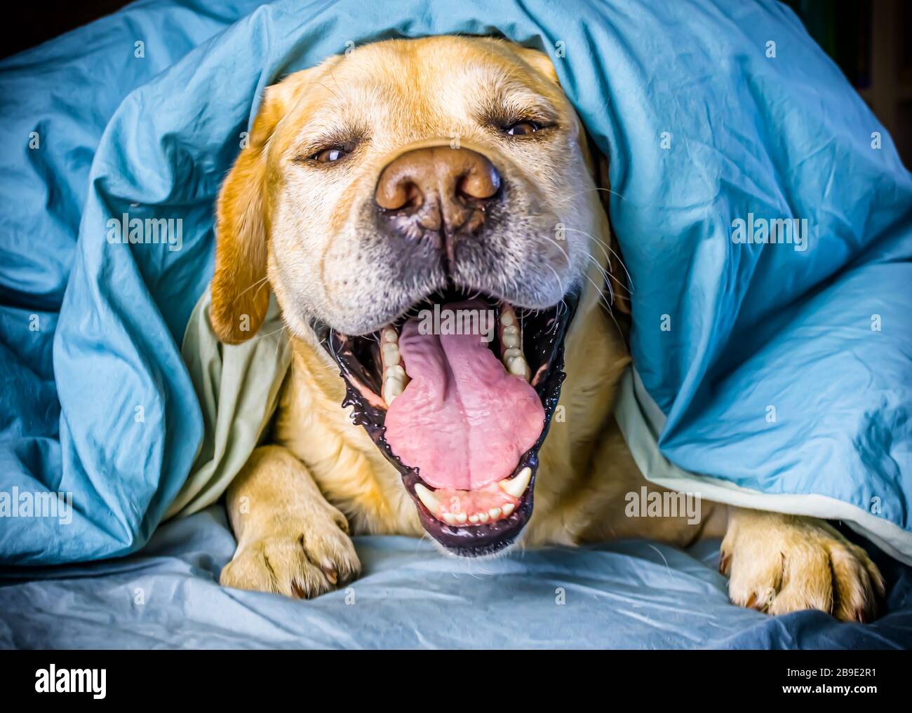 happy white labrador lies on the bed under a blanket Stock Photo - Alamy