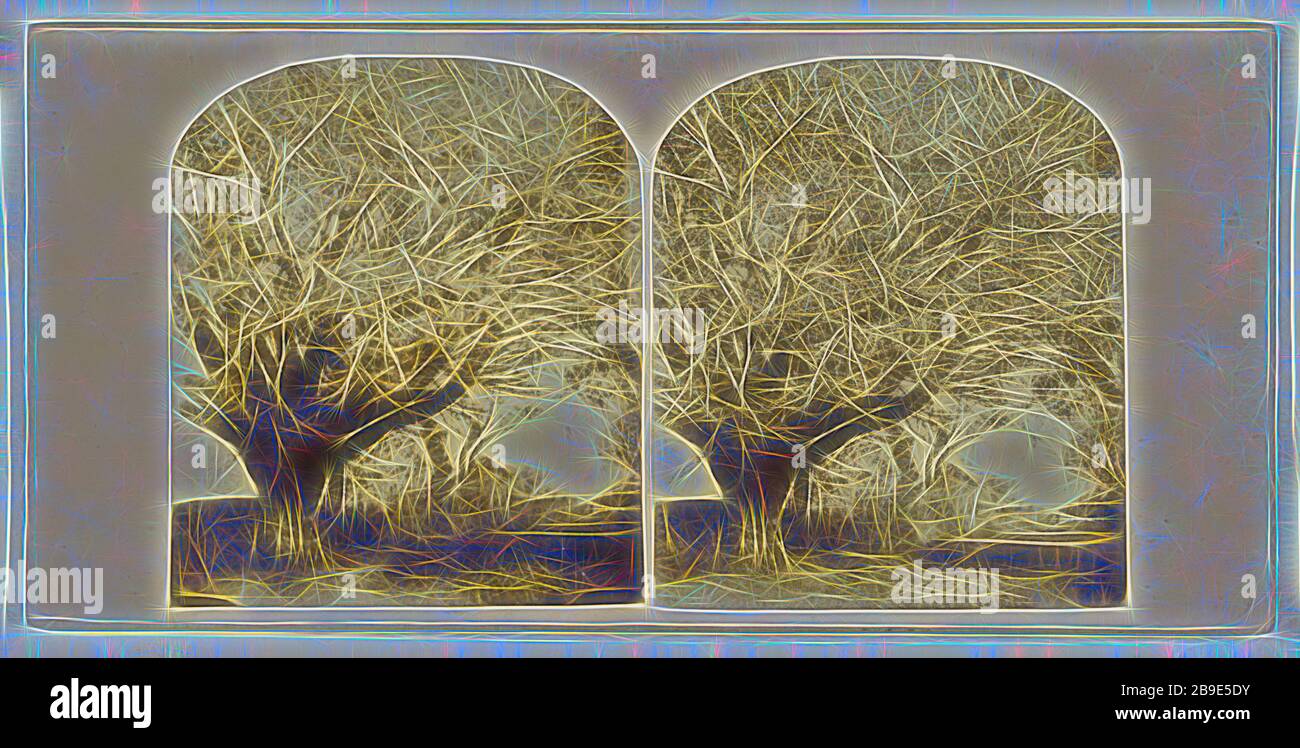 Old Beech at from residence of Mr. Dunlop of Kingston, British, about ...