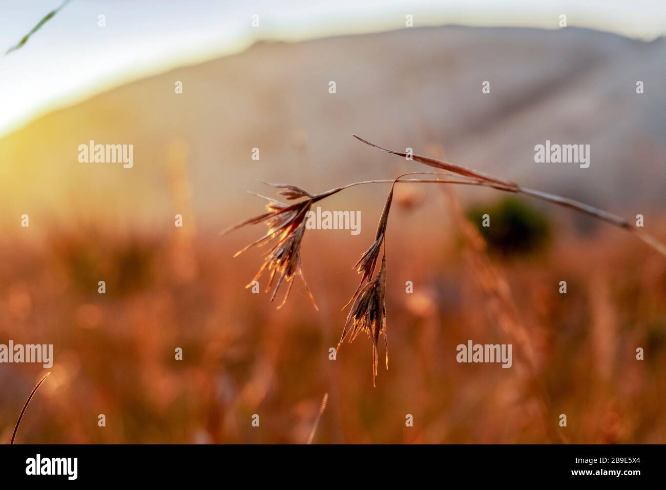 Dry grass illuminated by warm african sunset in Eswatini Stock Photo ...
