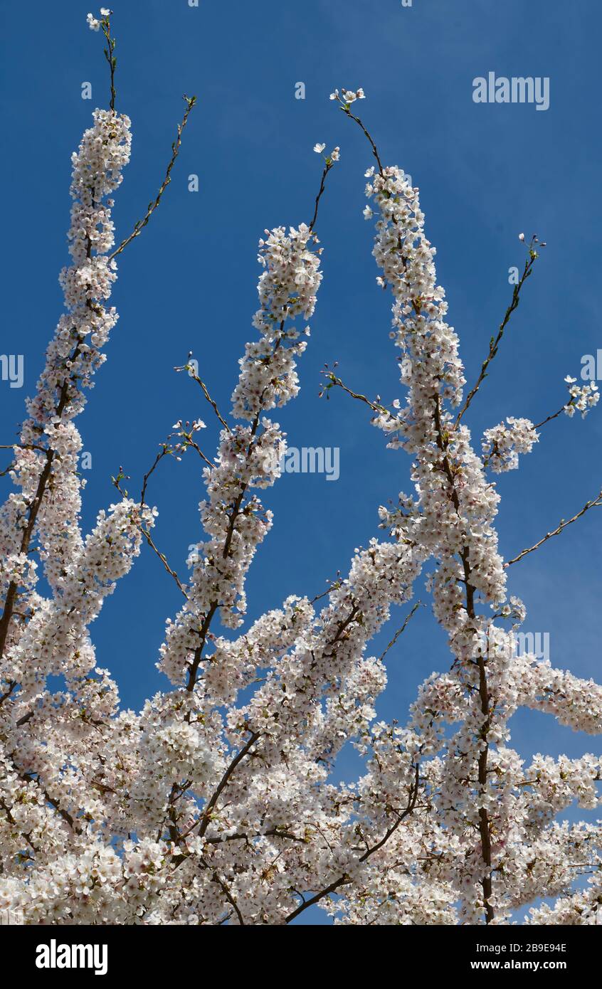Sheffield trees blossom hi-res stock photography and images - Alamy