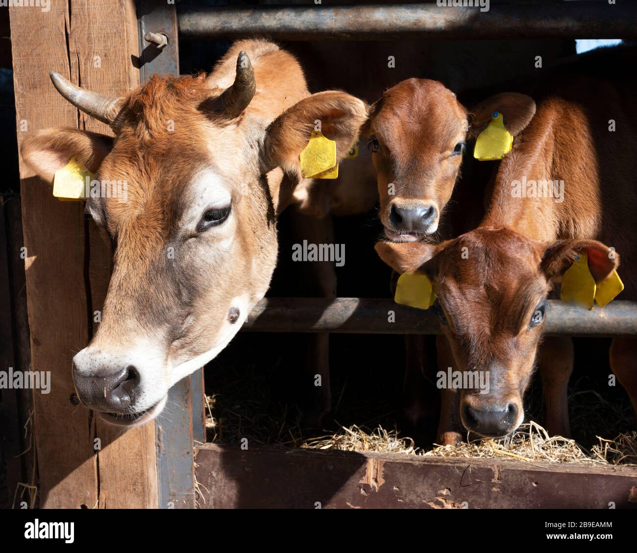 jersey cow and calves in open stable on dutch organic farm in holland ...