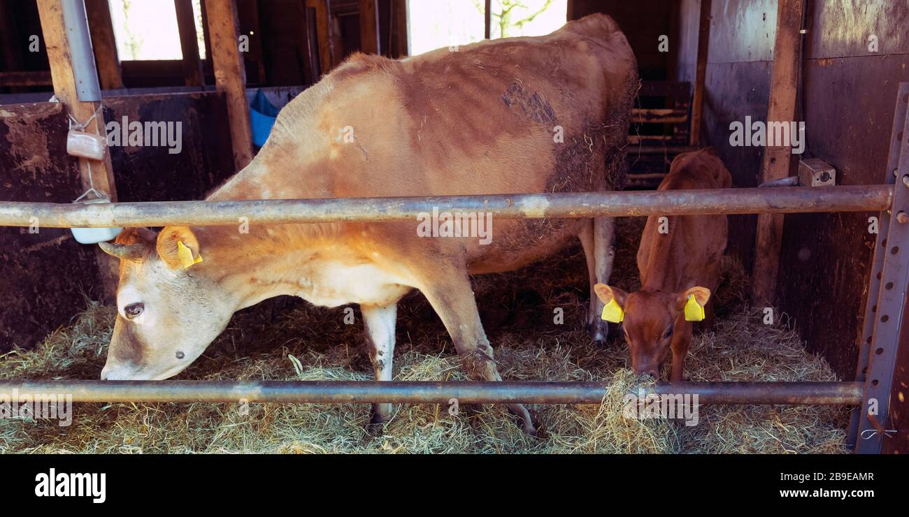 jersey cow and calves in open stable on dutch organic farm in holland ...