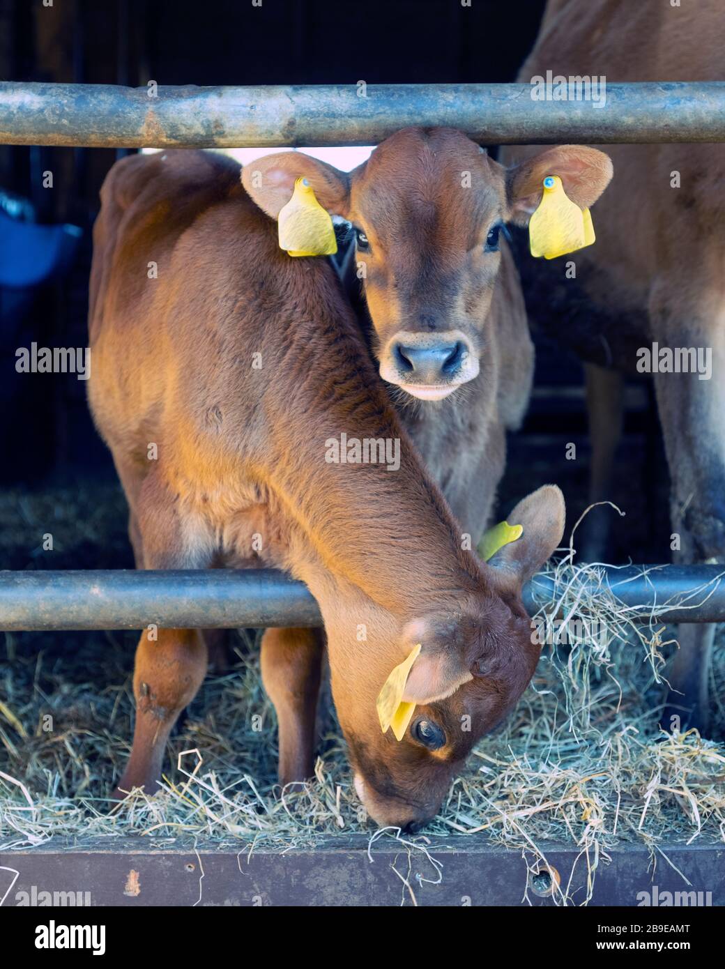jersey cow and calves in open stable on dutch organic farm in holland ...
