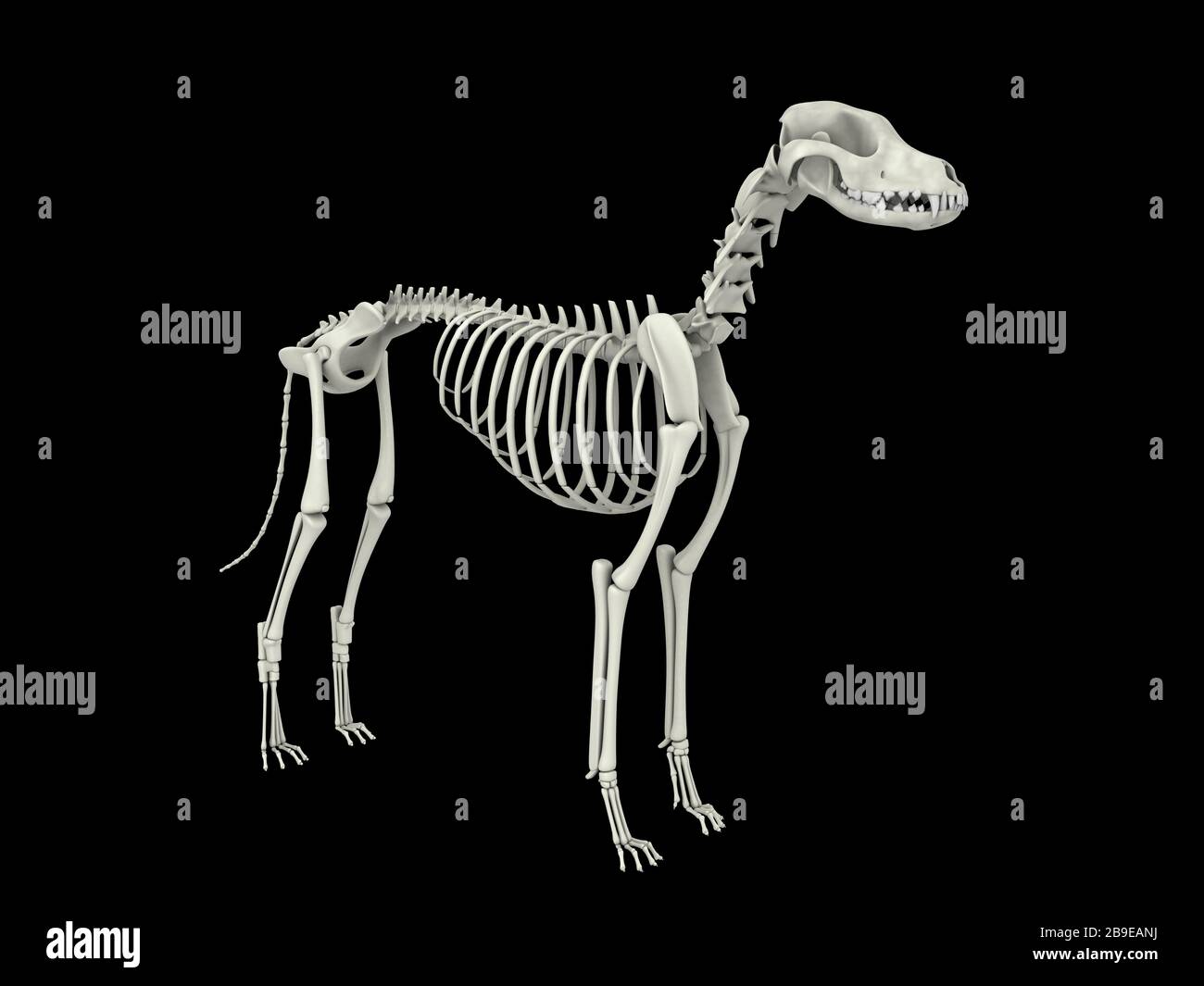 Skeletal System Of A Dog