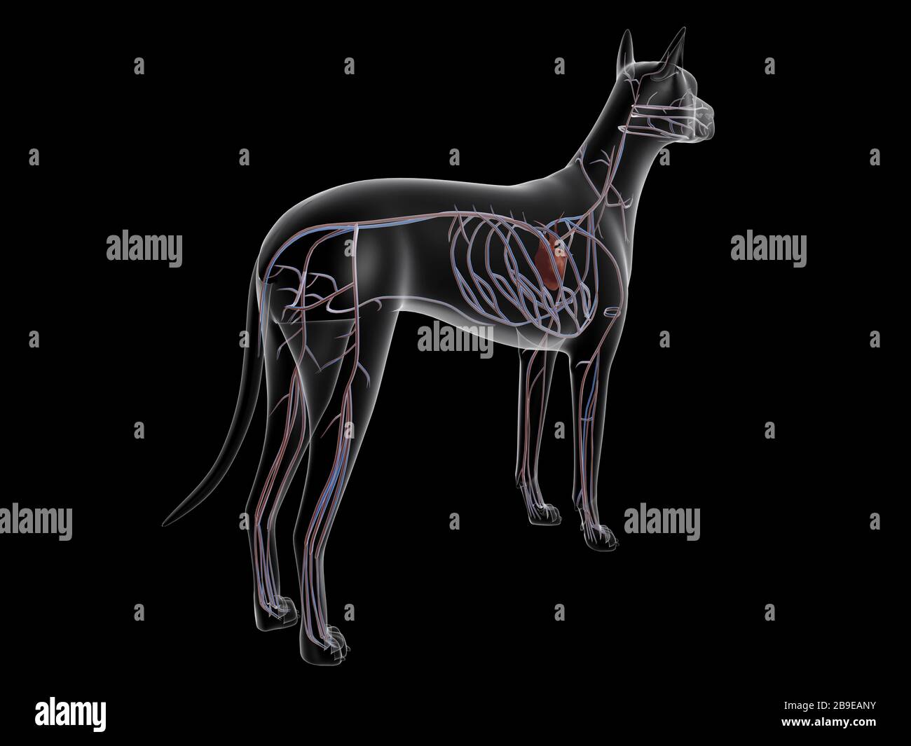 Circulatory system of a dog, x-ray rear view Stock Photo - Alamy