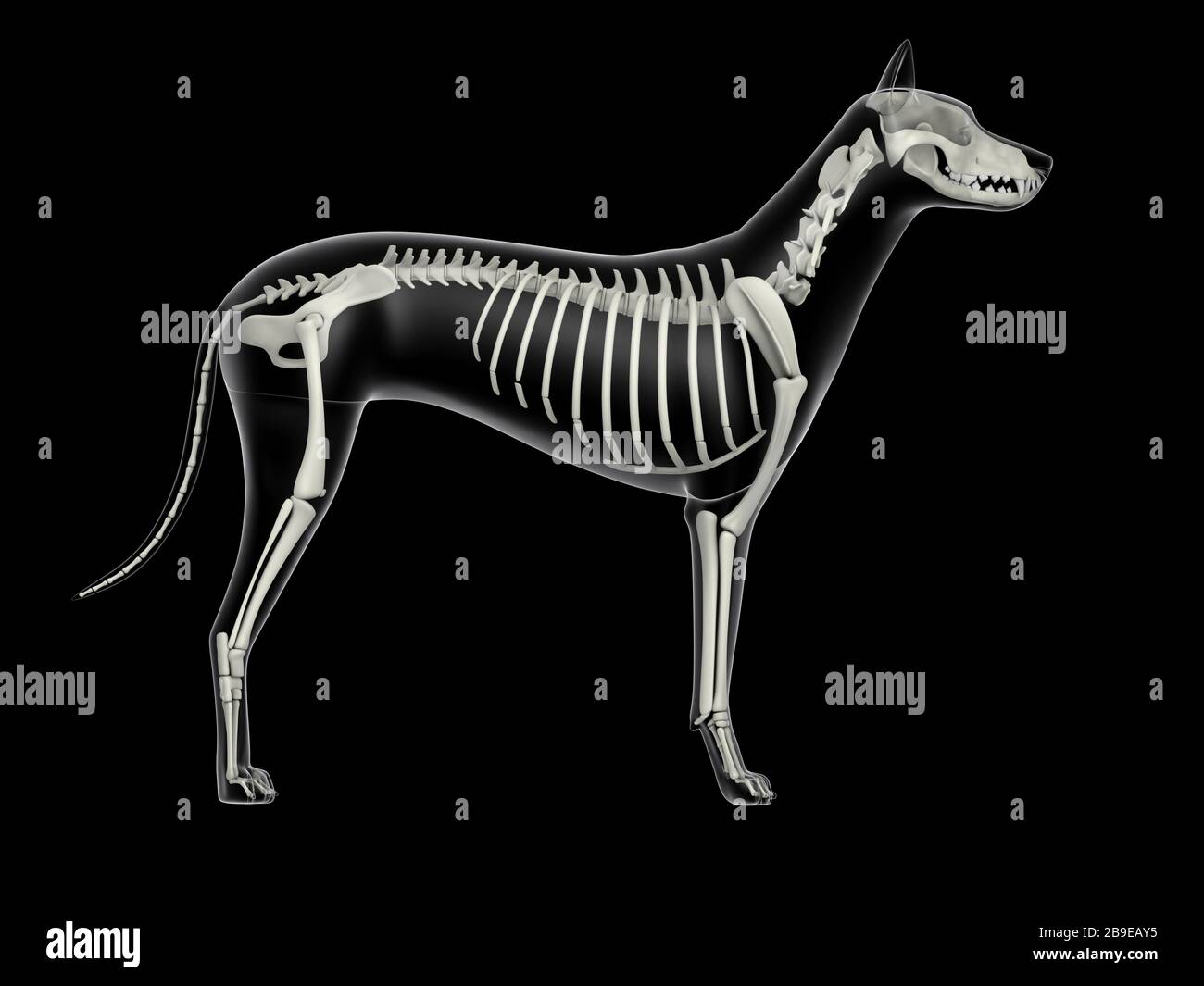 Canidae skeleton hi-res stock photography and images - Alamy