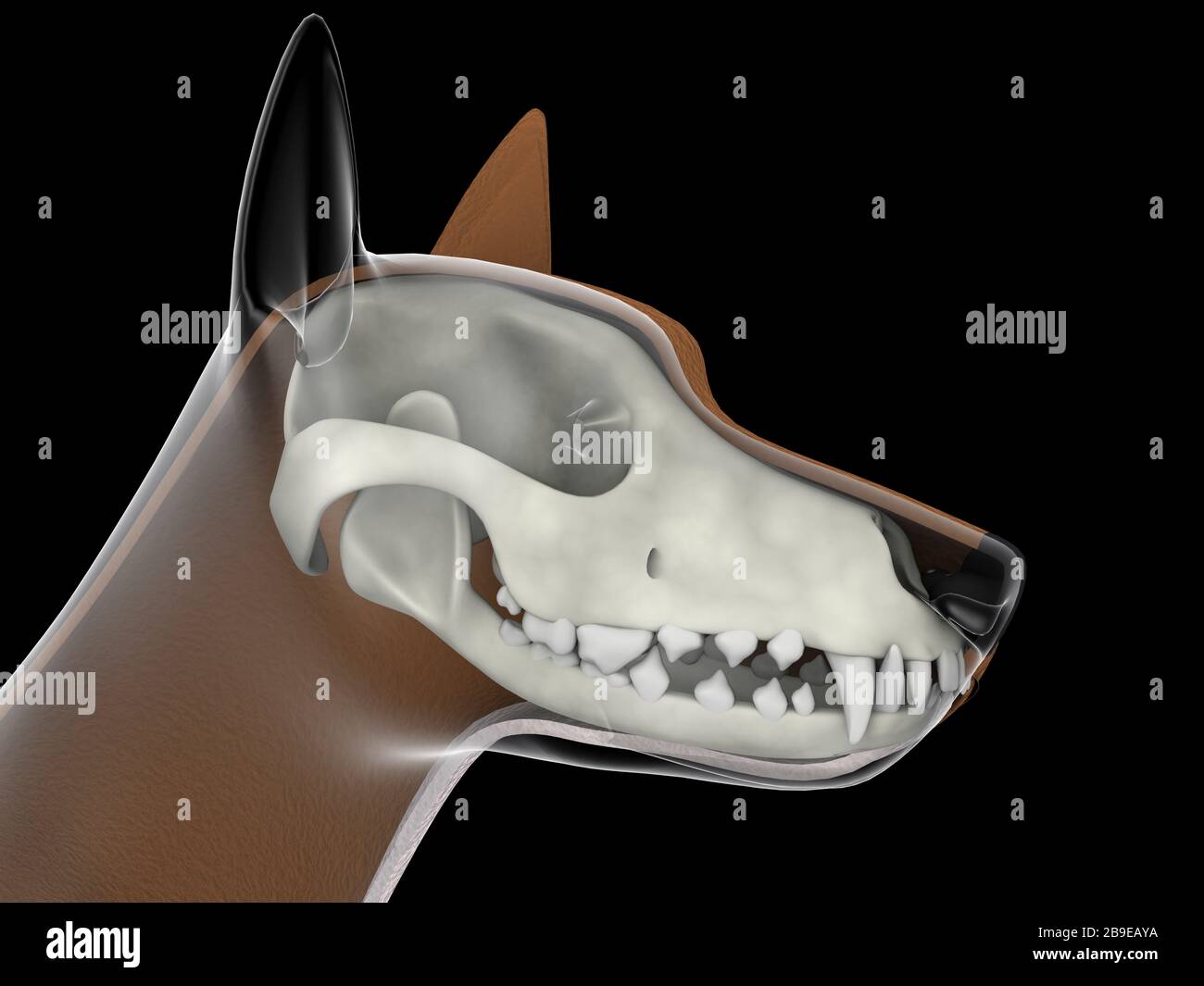 Animal skull illustration hi-res stock photography and images - Alamy