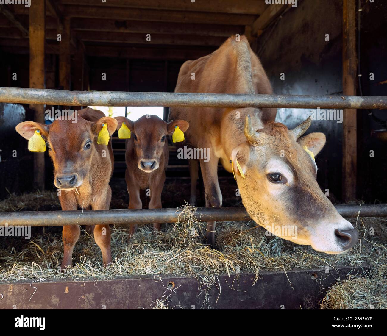jersey cow and calves in open stable on dutch organic farm in holland ...