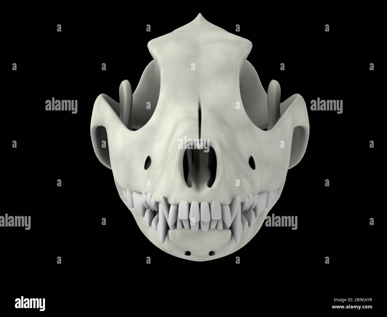 Skull of a dog, front view Stock Photo - Alamy