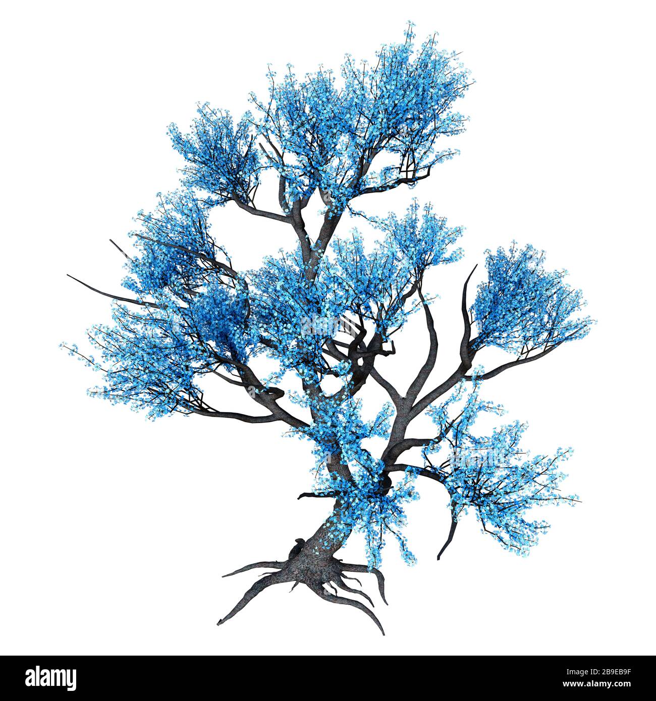 3D rendering of a blue blooming sakura tree isolated on white ...