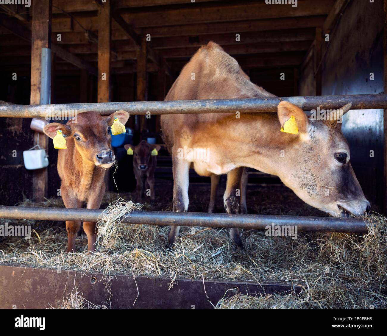 jersey cow and calves in open stable on dutch organic farm in holland ...