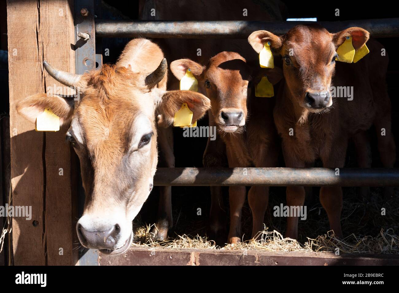 jersey cow and calves in open stable on dutch organic farm in holland ...