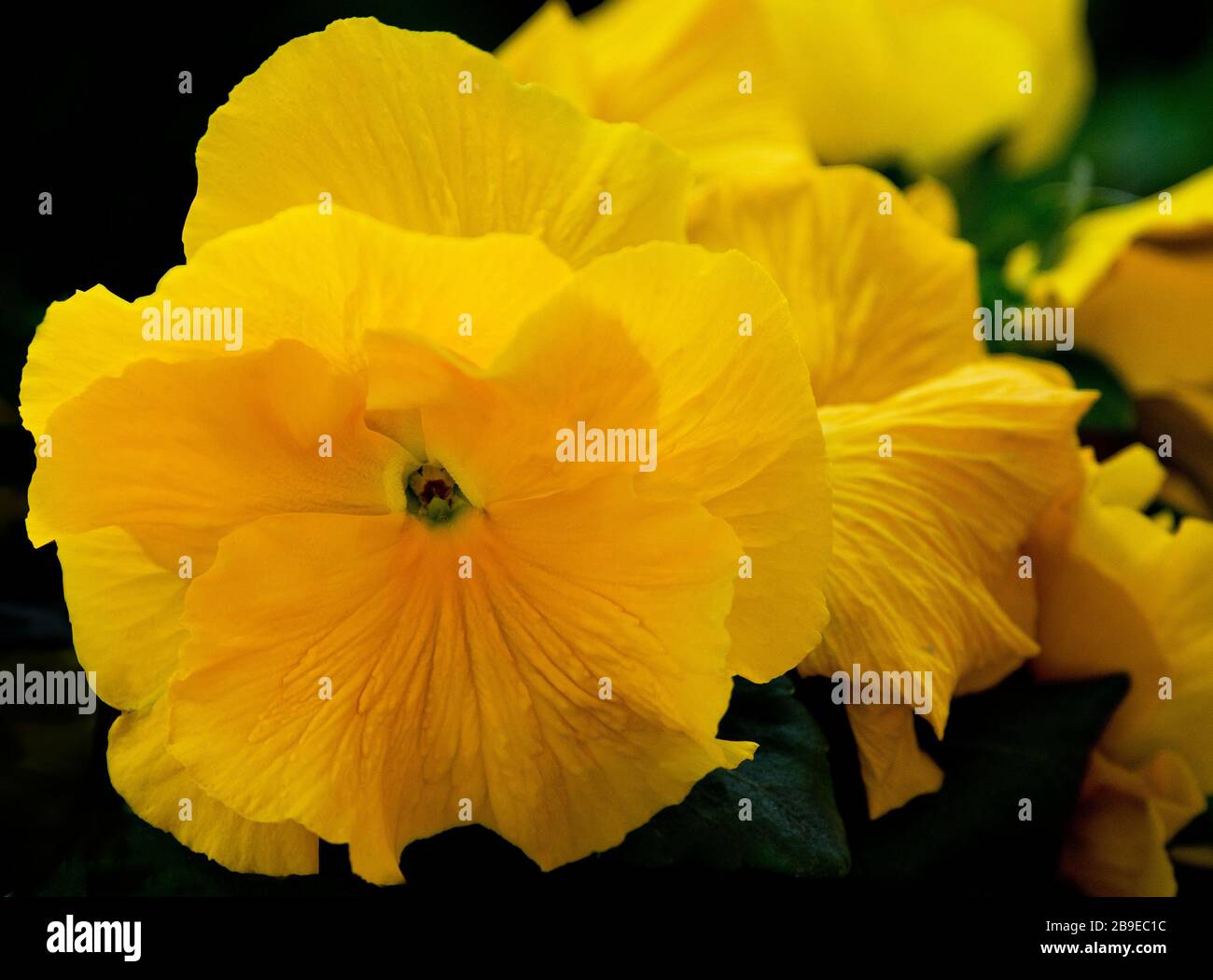 Flower of yellow Viola tricolor Stock Photo - Alamy