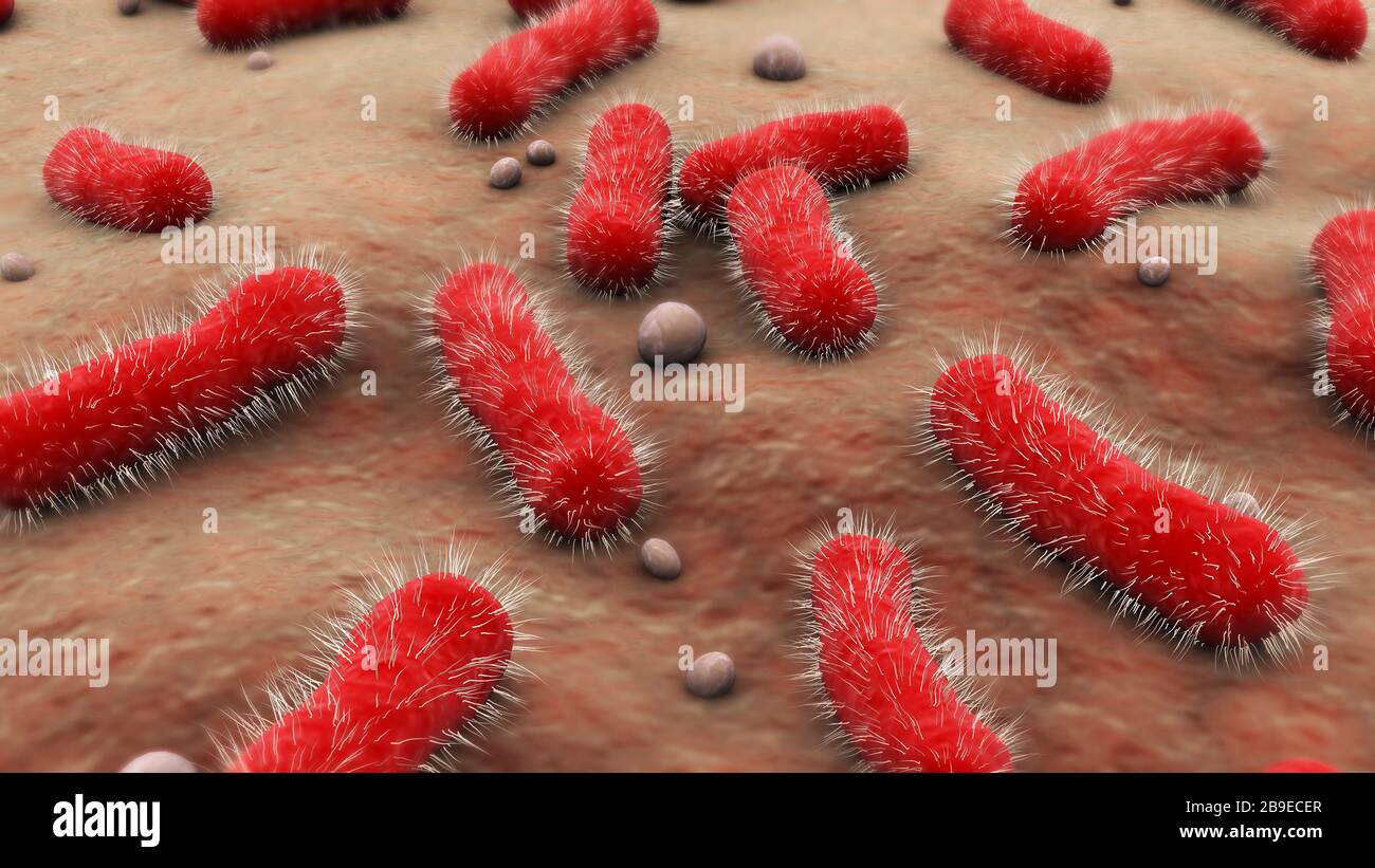 Bacillus bacteria hi-res stock photography and images - Alamy