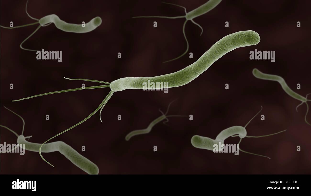 Helicobacter pylori bacteria hi-res stock photography and images - Alamy
