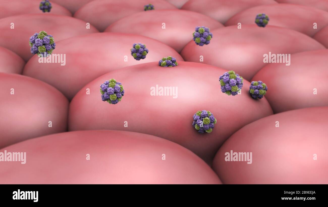 Norovirus attacking cell Stock Photo - Alamy