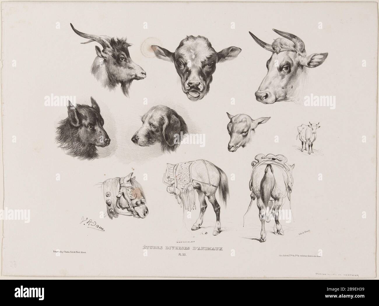 Lithographie animals hi-res stock photography and images - Alamy