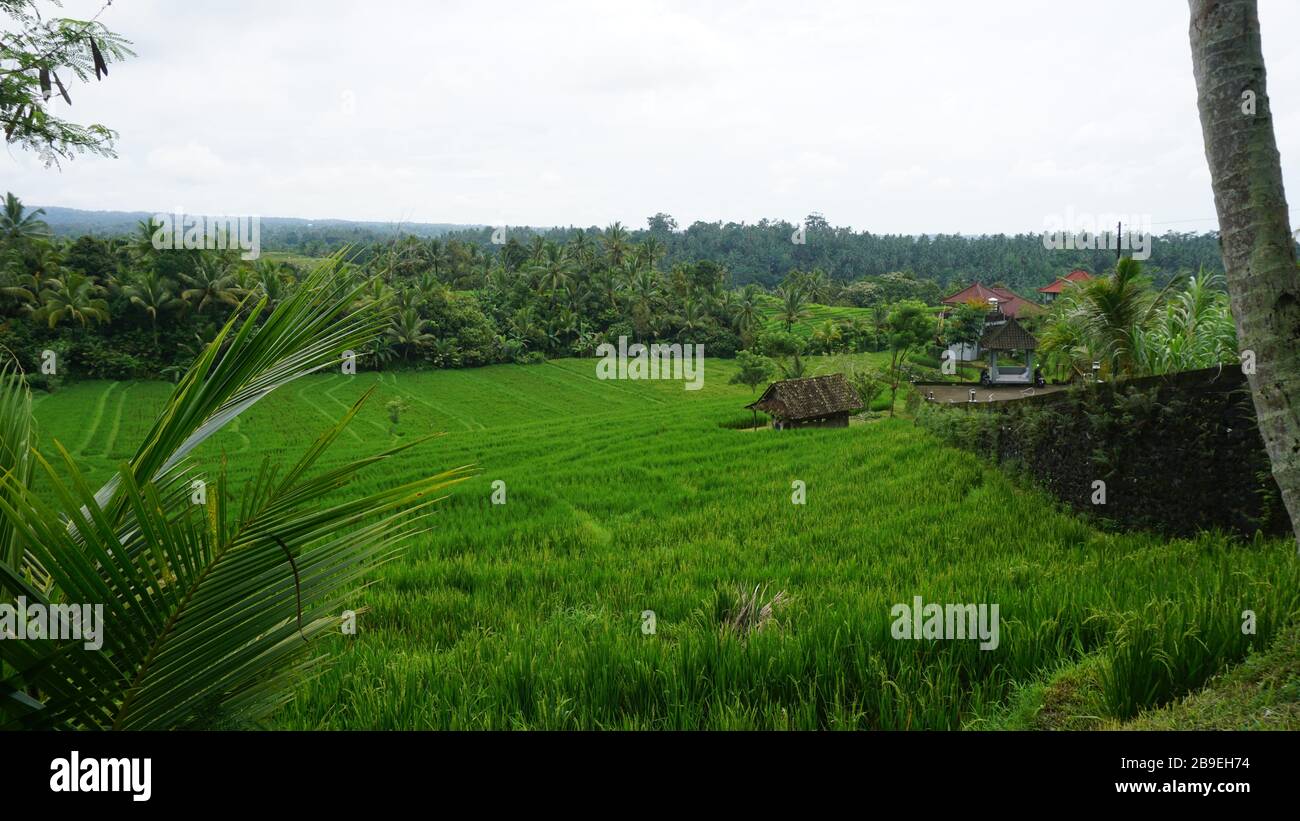 The beautiful landscape of Bali in Indonesia Stock Photo - Alamy
