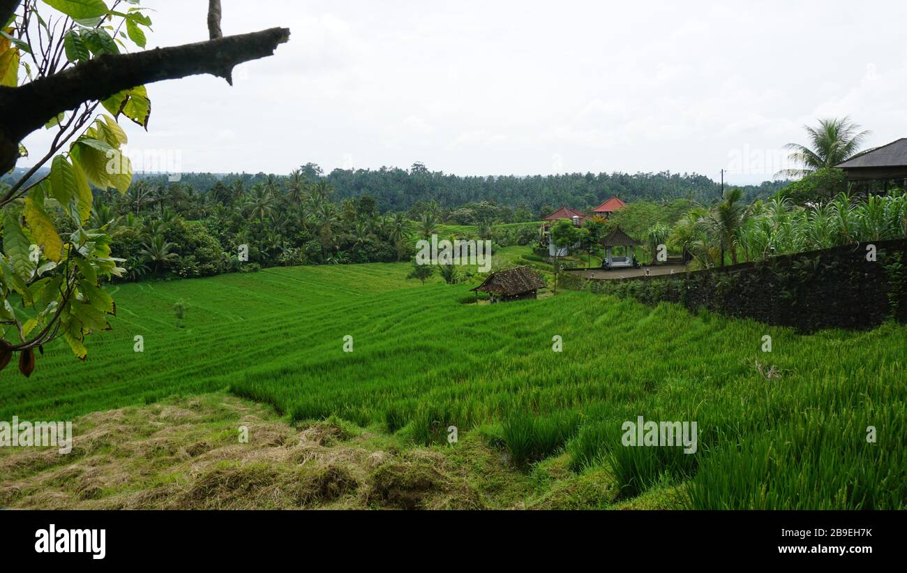 The beautiful landscape of Bali in Indonesia Stock Photo - Alamy