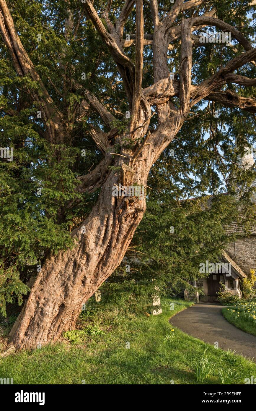 Oldest tree uk hi-res stock photography and images - Alamy