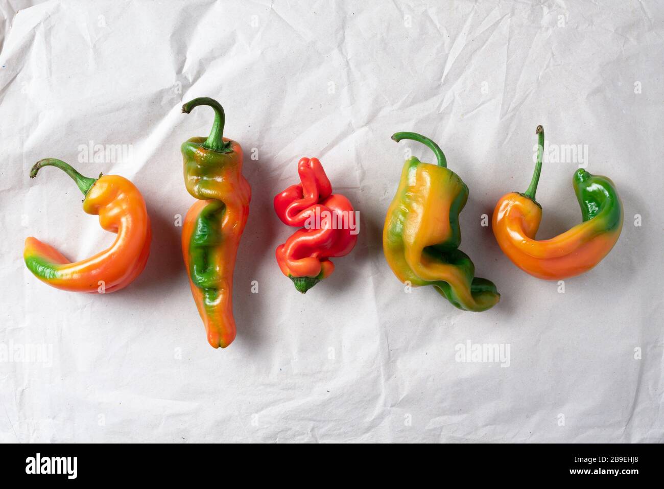 Ugly bell pepper on craft paper background. Concept of zero waste ...