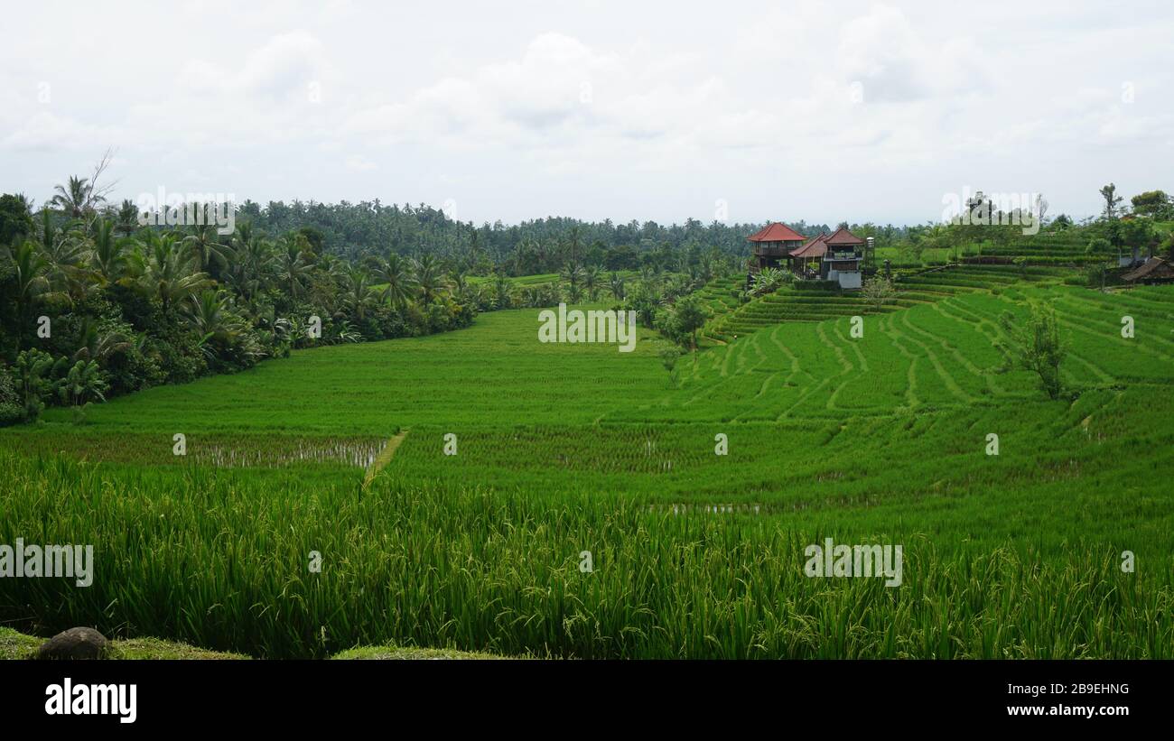 The beautiful landscape of Bali in Indonesia Stock Photo - Alamy