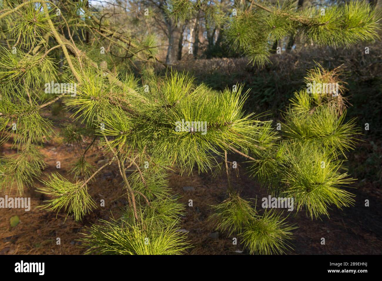 Winter Foliage and Cones of an Evergreen Chinese Red Pine Tree (Pinus ...