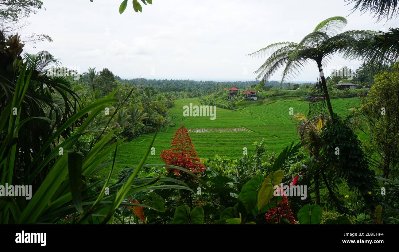 The beautiful landscape of Bali in Indonesia Stock Photo - Alamy