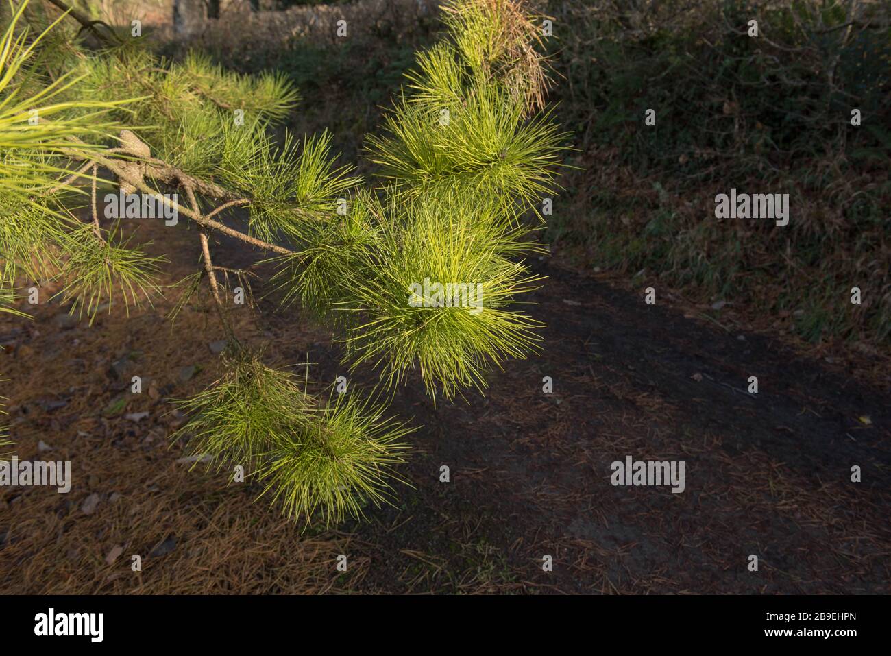 Winter Foliage and Cones of an Evergreen Chinese Red Pine Tree (Pinus ...