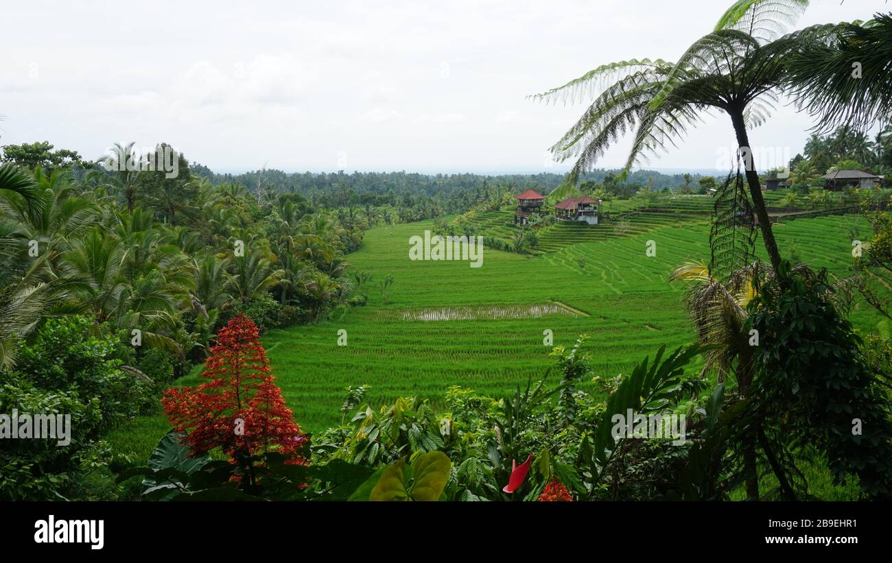 The beautiful landscape of Bali in Indonesia Stock Photo - Alamy
