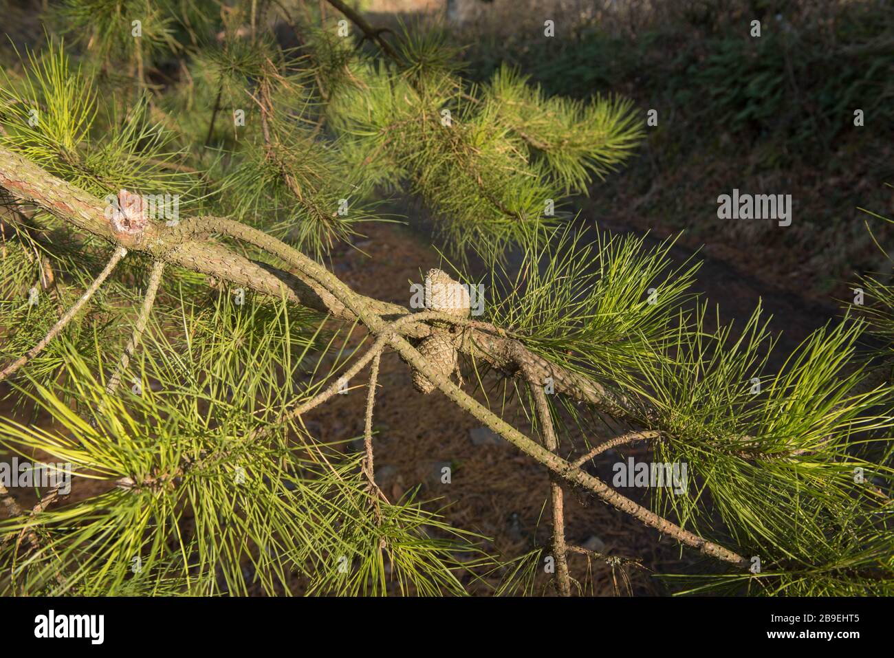 Winter Foliage and Cones of an Evergreen Chinese Red Pine Tree (Pinus ...