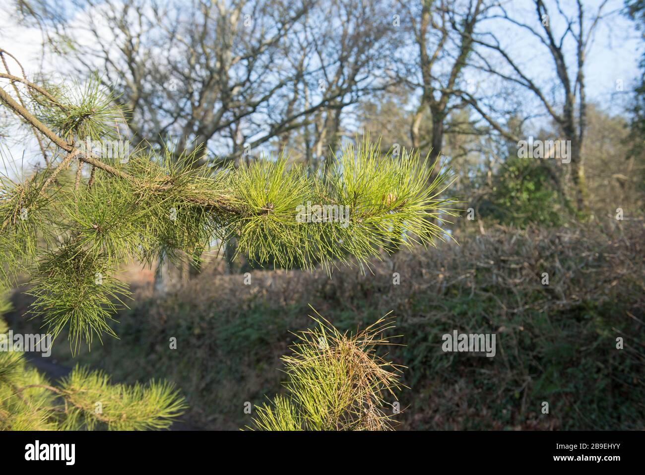 Winter Foliage and Cones of an Evergreen Chinese Red Pine Tree (Pinus ...