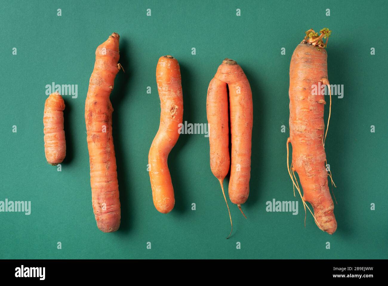 Ugly misshapen carrots on green background. Concept of zero waste ...