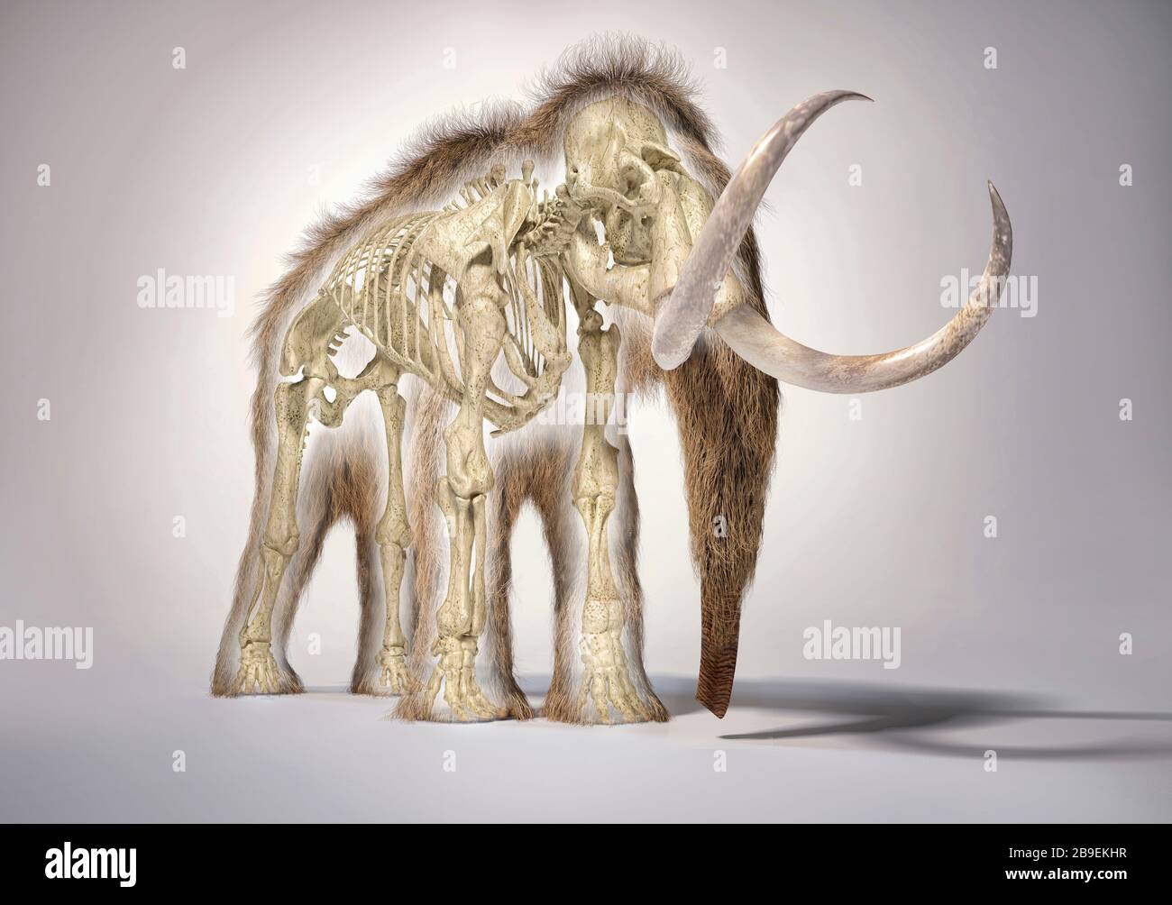 3D illustration of woolly mammoth with skeleton in morph effect Stock ...