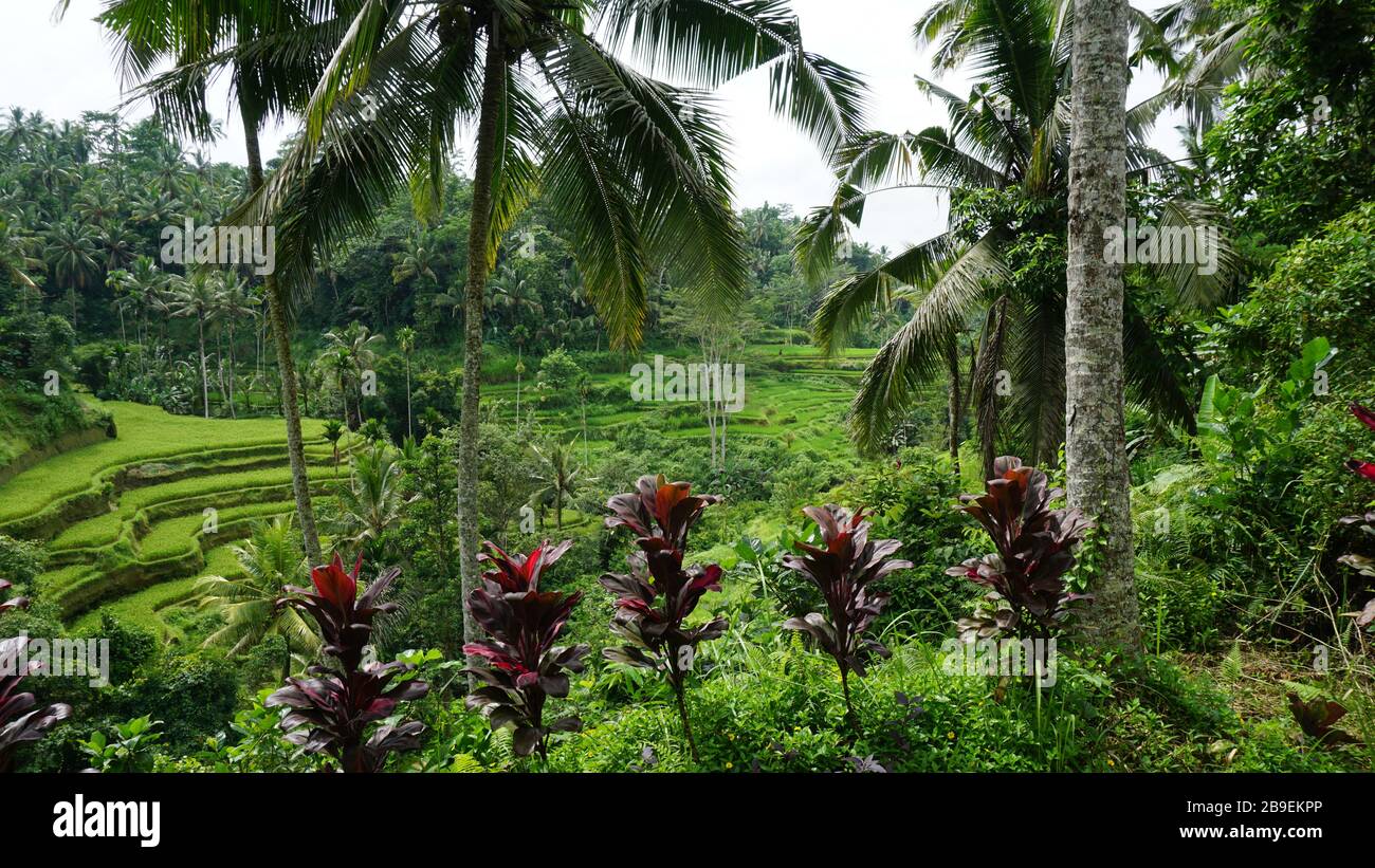 The beautiful landscape of Bali in Indonesia Stock Photo - Alamy