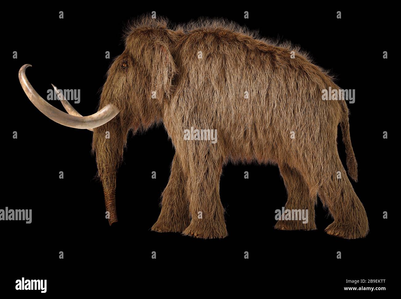 3D illustration of woolly mammoth on black background Stock Photo - Alamy