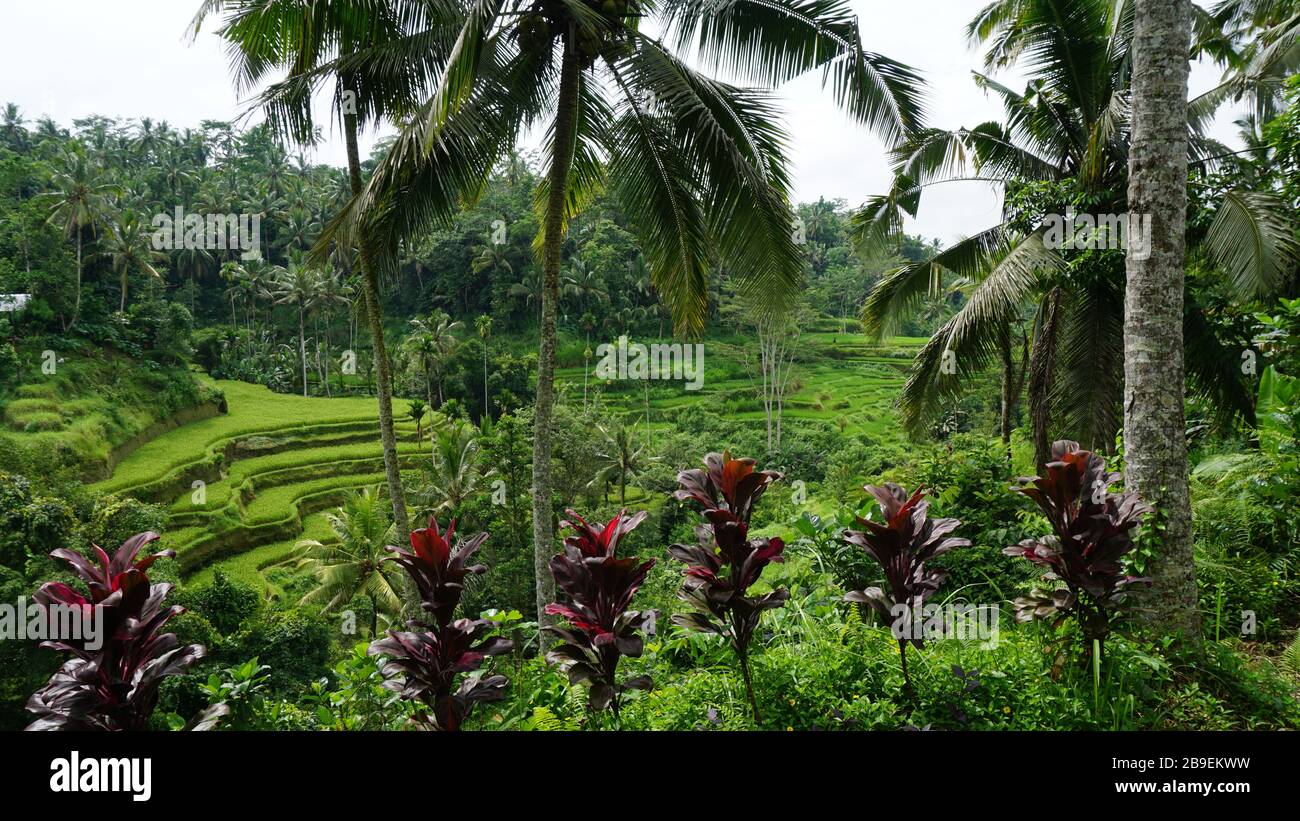 The beautiful landscape of Bali in Indonesia Stock Photo - Alamy
