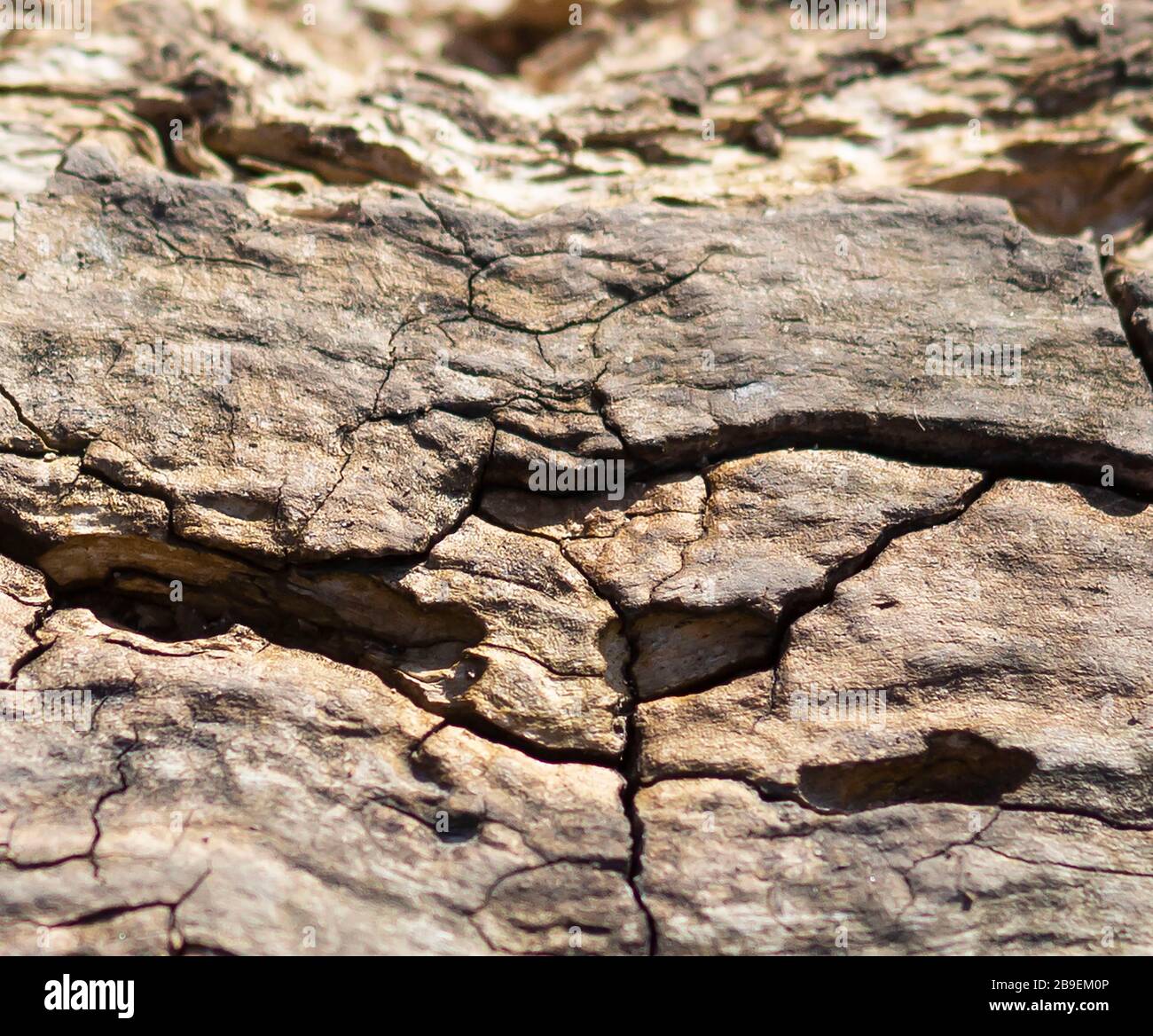Natural decay hi-res stock photography and images - Alamy