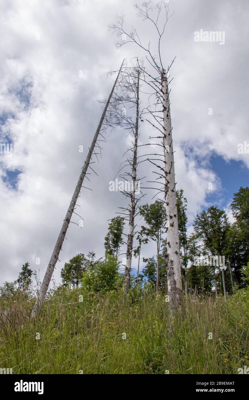 Dead trees still standing, Bohinj Stock Photo - Alamy
