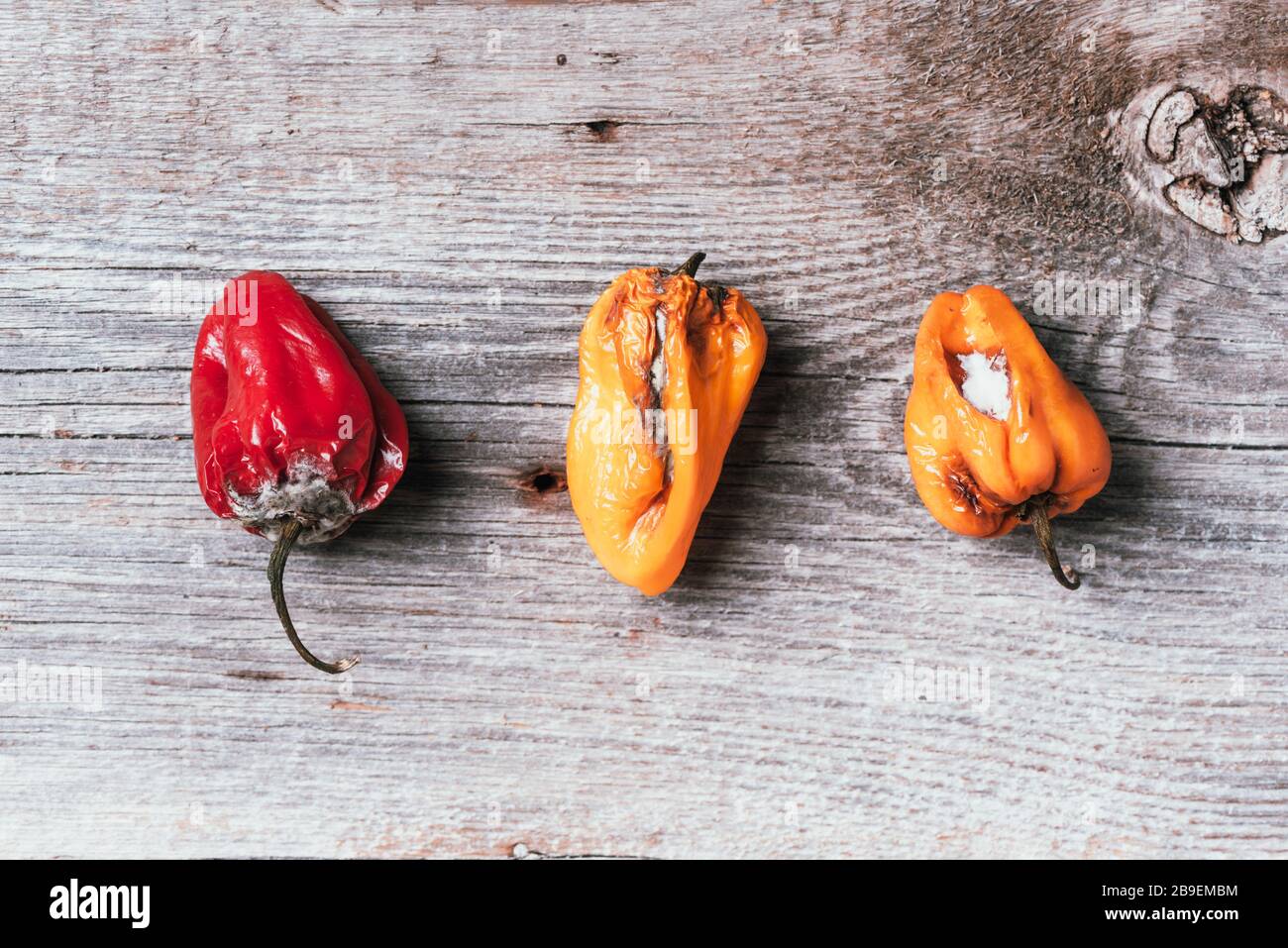 Moldy and wrinkled rotten peppers. Concept of unhealthy, decompose ...