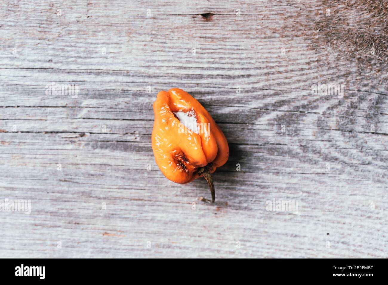 Moldy and wrinkled rotten peppers. Concept of unhealthy, decompose ...