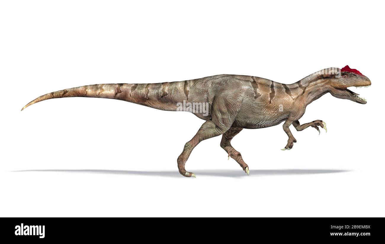 3D illustration of an Allosaurus dinosaur, side view Stock Photo - Alamy
