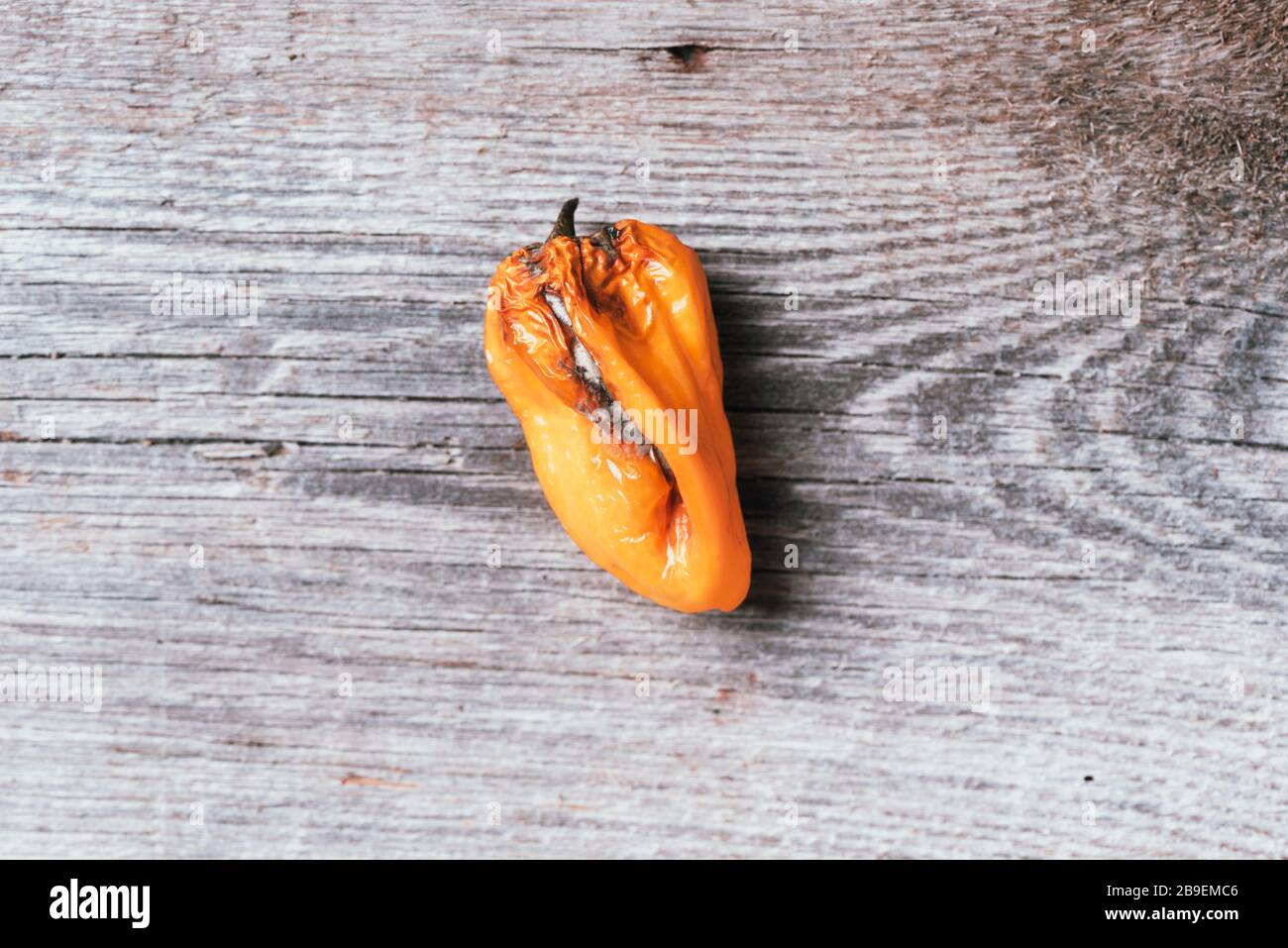 Moldy and wrinkled rotten peppers. Concept of unhealthy, decompose ...