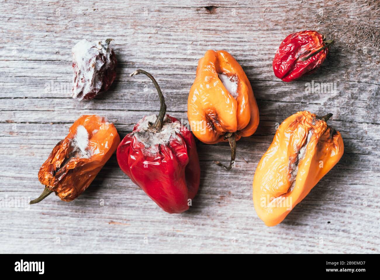 Moldy and wrinkled rotten peppers. Concept of unhealthy, decompose ...